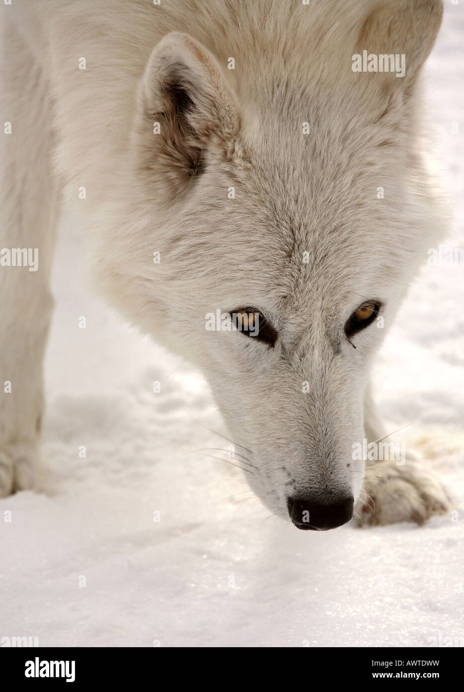 Arctic Wolf in winter Stock Photo - Alamy