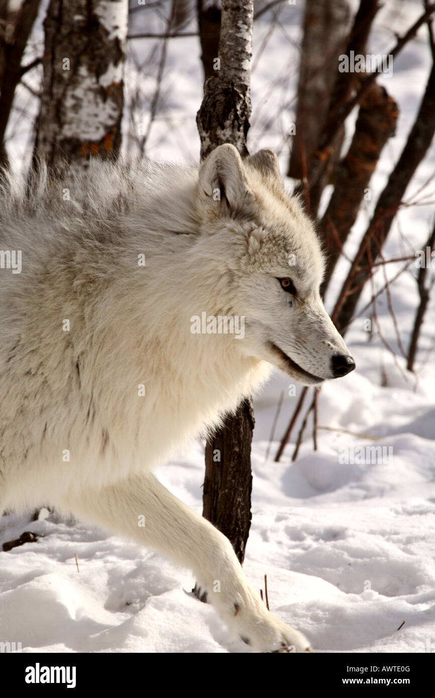 Arctic Wolf in winter Stock Photo - Alamy