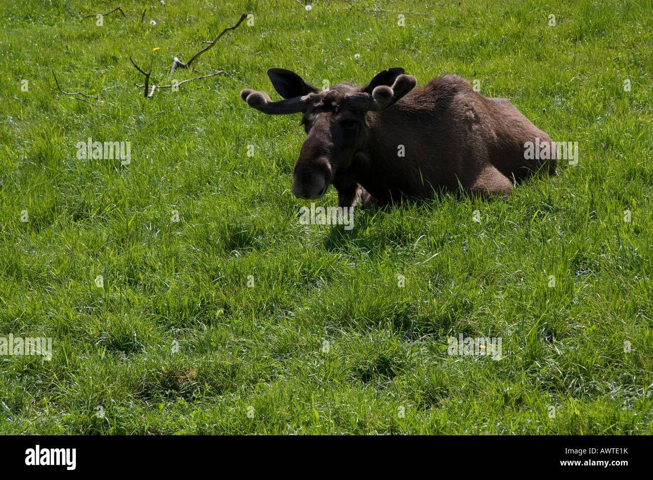Scandinavian breed hi-res stock photography and images - Alamy