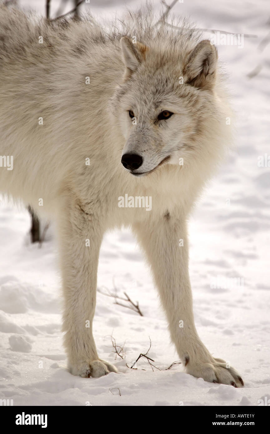 Arctic Wolf in winter Stock Photo - Alamy