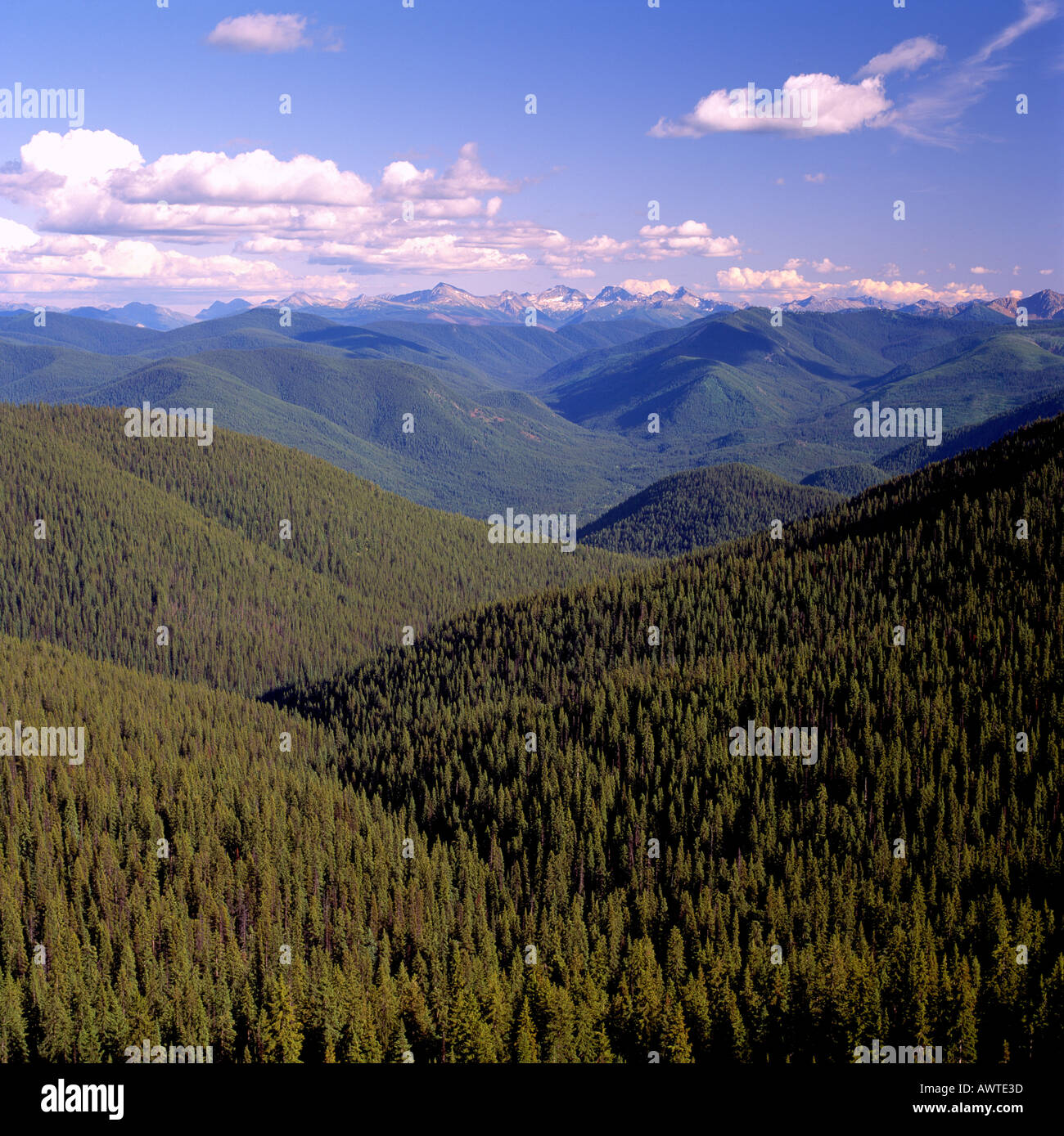 A Temperate Rainforest in the Cascade Mountains in Southwest British ...