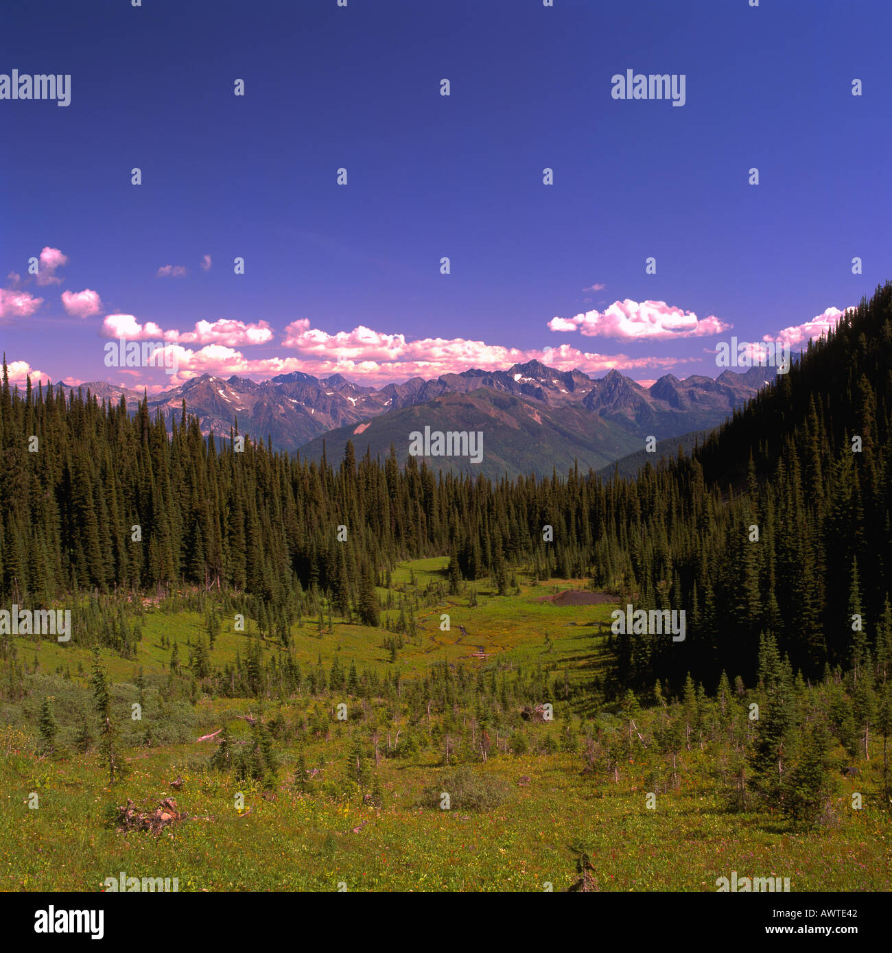A Coniferous Forest and Alpine Meadows in the Selkirk Mountains in ...