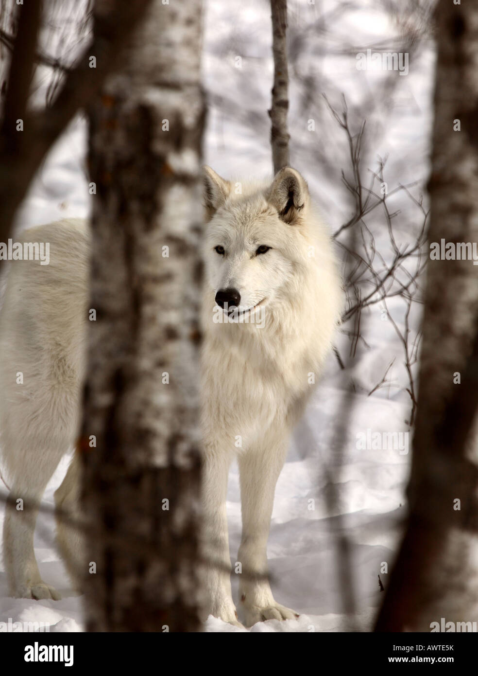 Arctic Wolf in winter Stock Photo - Alamy