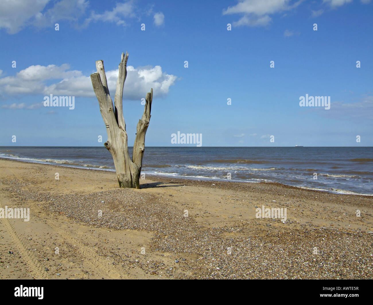 Tree trunk on the beach at Benacre in Suffolk, England, UK Stock Photo ...