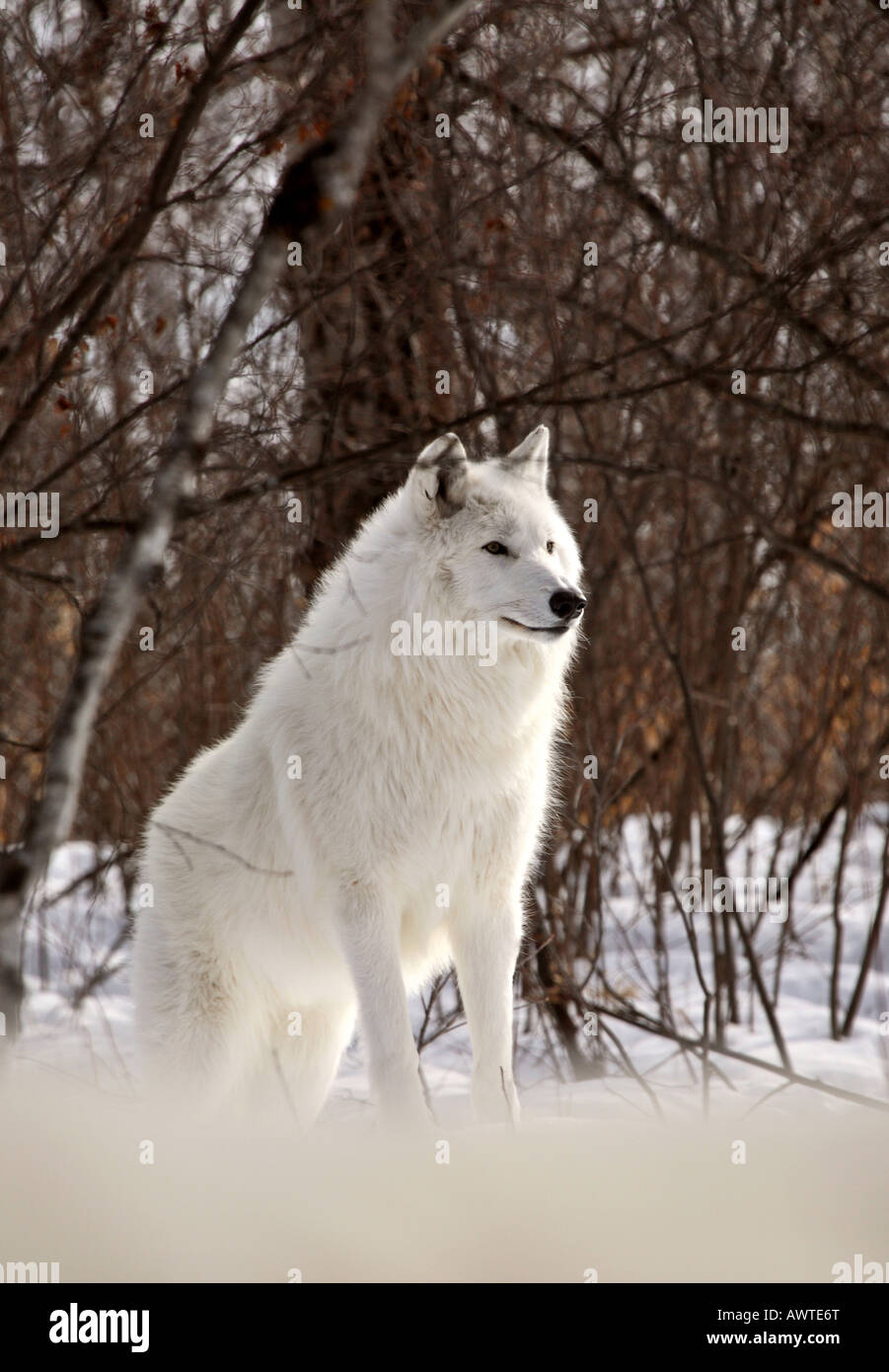 Arctic Wolf in winter Stock Photo - Alamy