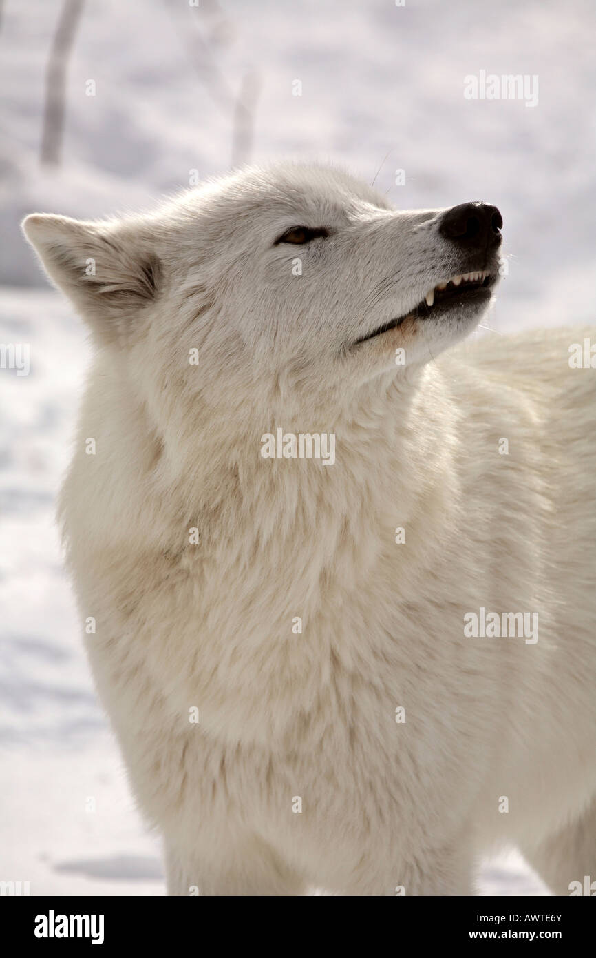 Arctic Wolf in winter Stock Photo - Alamy