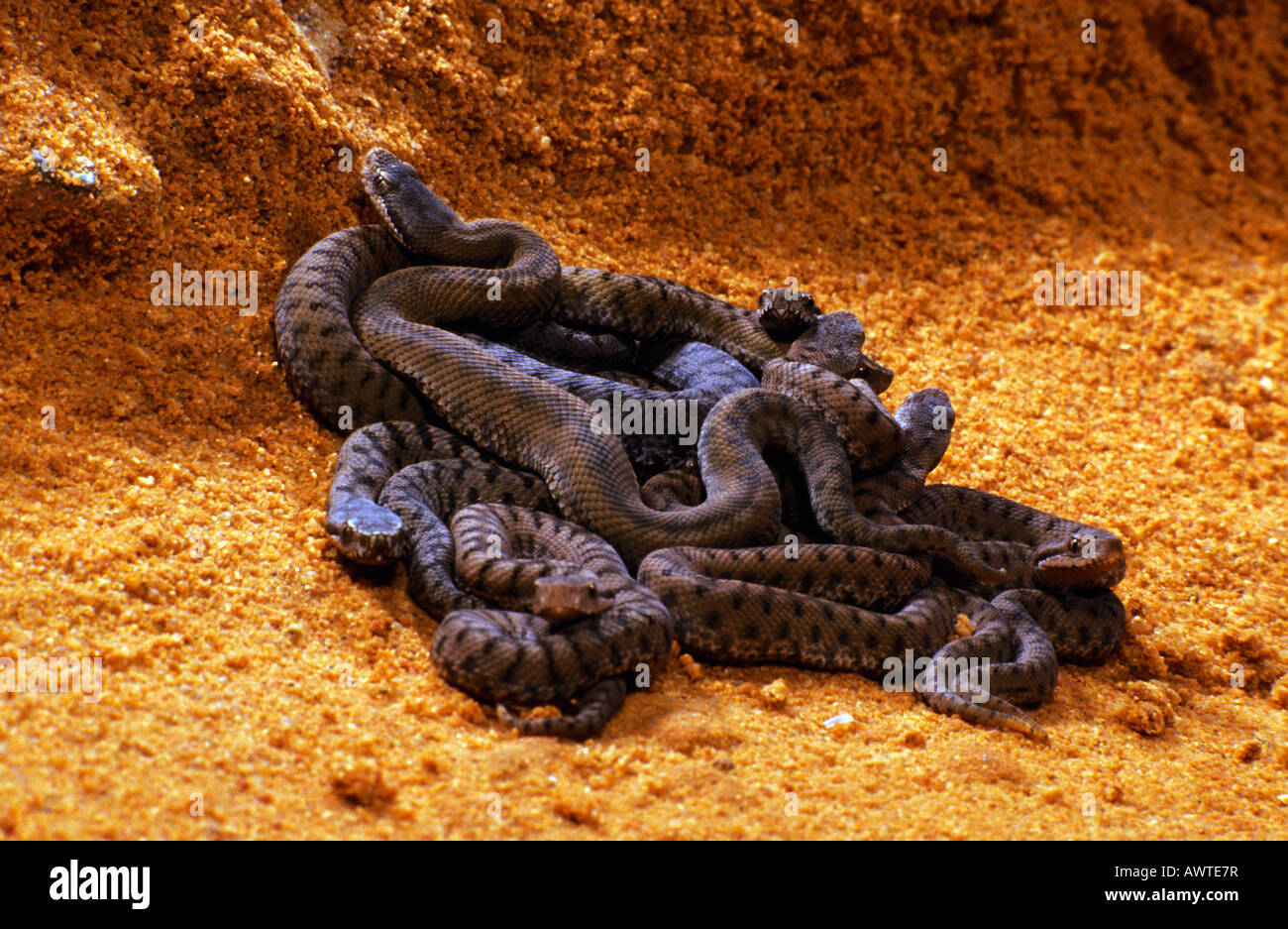 vipere aspi Aspisviper Asp Viper Vipera aspis piquant une souris Sting ...