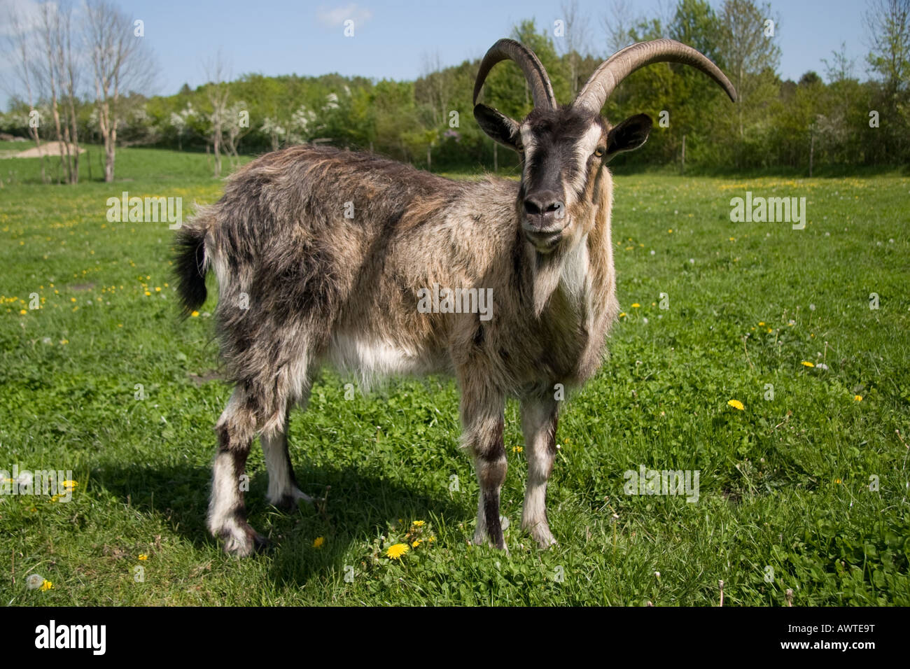 A goat look at camera Stock Photo - Alamy
