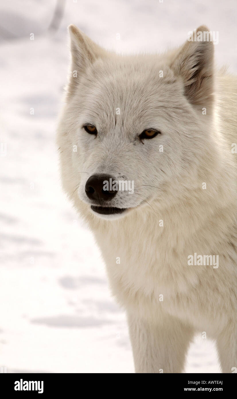 Arctic Wolf in winter Stock Photo - Alamy