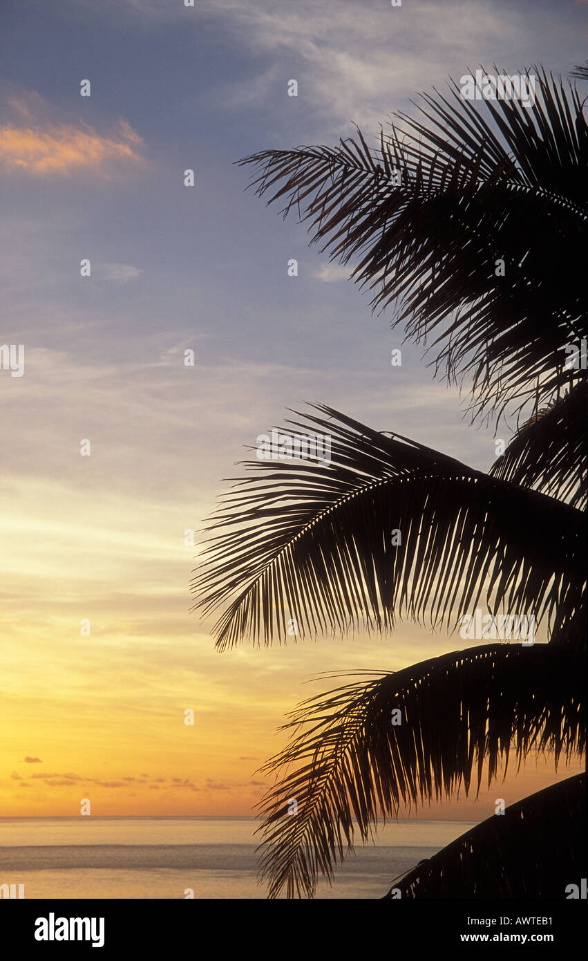 Palm Tree in Sunset Reunion Island Stock Photo - Alamy