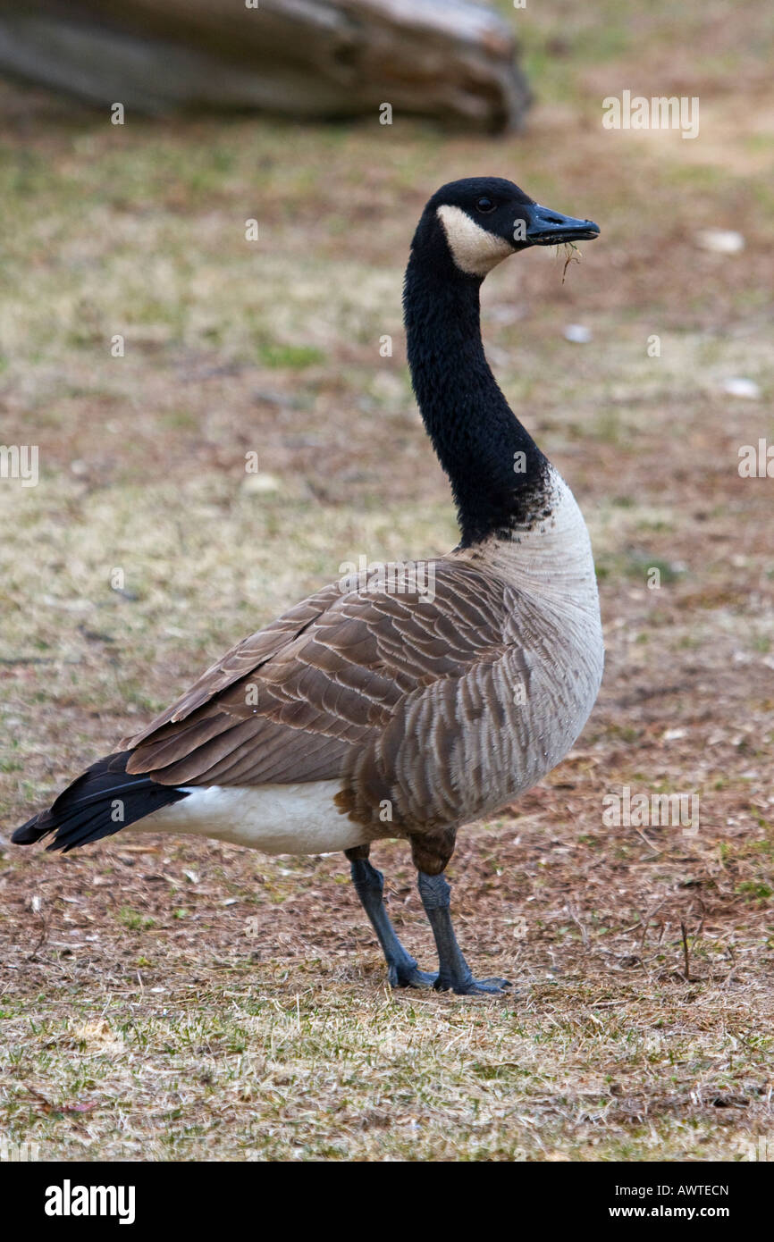 Canada goose hi-res stock photography and images - Alamy