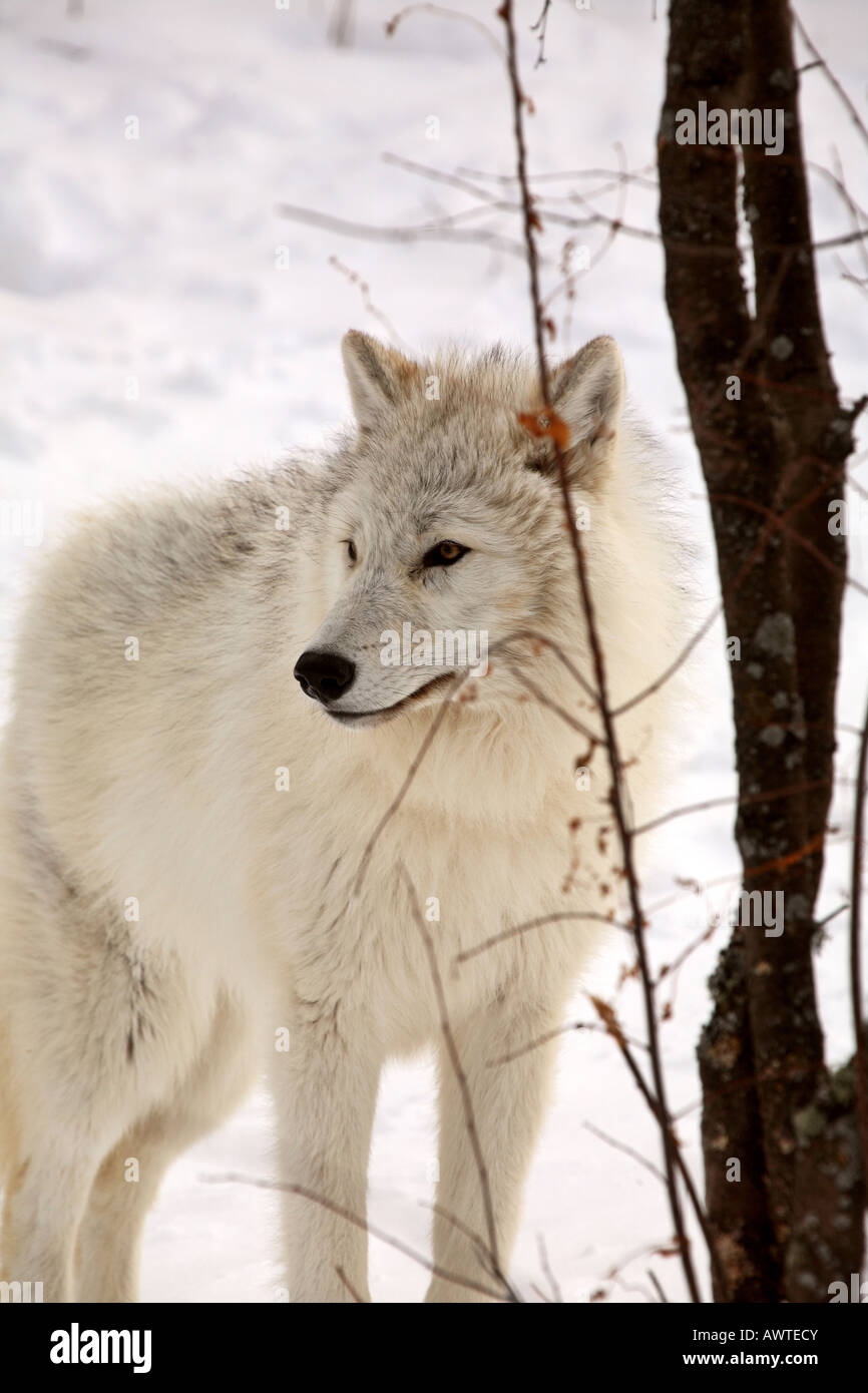 Arctic Wolf in winter Stock Photo - Alamy