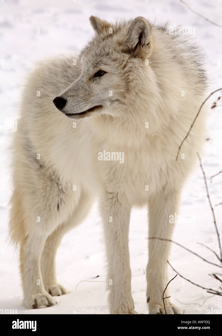 Arctic Wolf in winter Stock Photo - Alamy