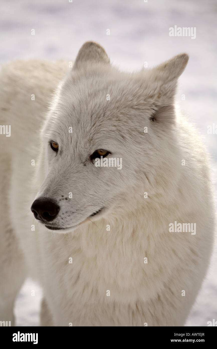 Arctic Wolf in winter Stock Photo - Alamy