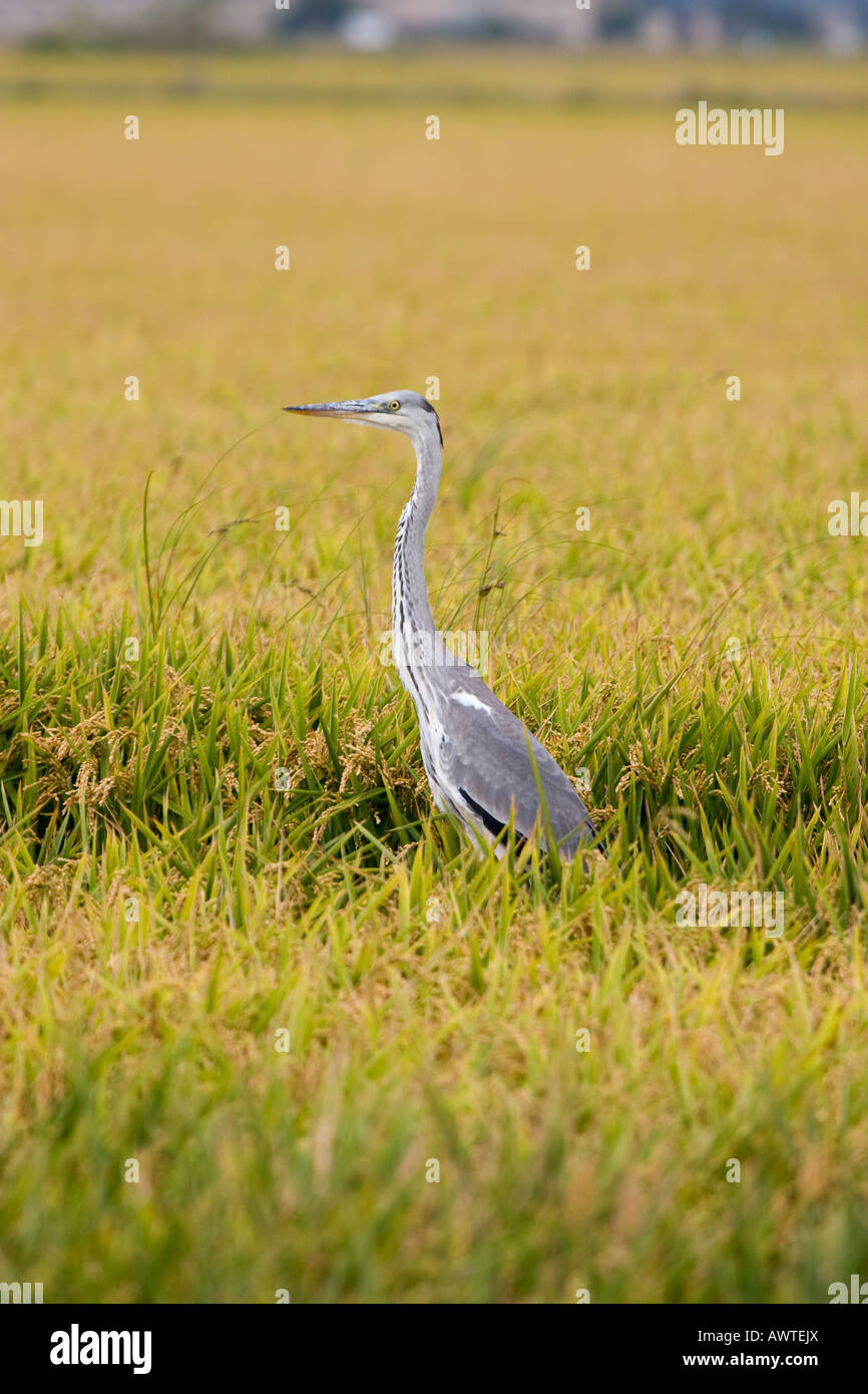 Grey heron in rice field Stock Photo - Alamy