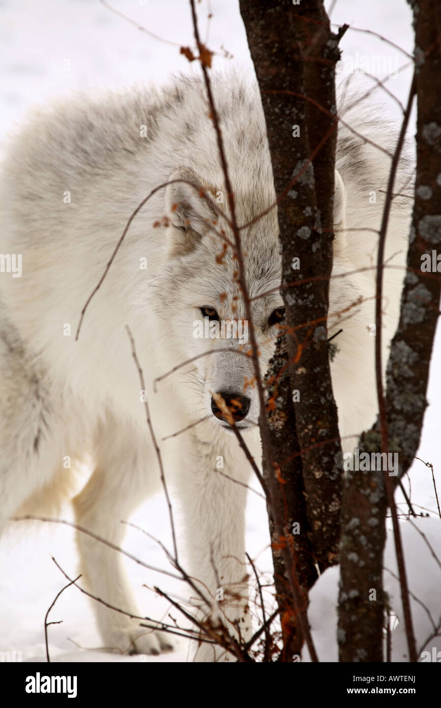 Arctic Wolf in winter Stock Photo - Alamy
