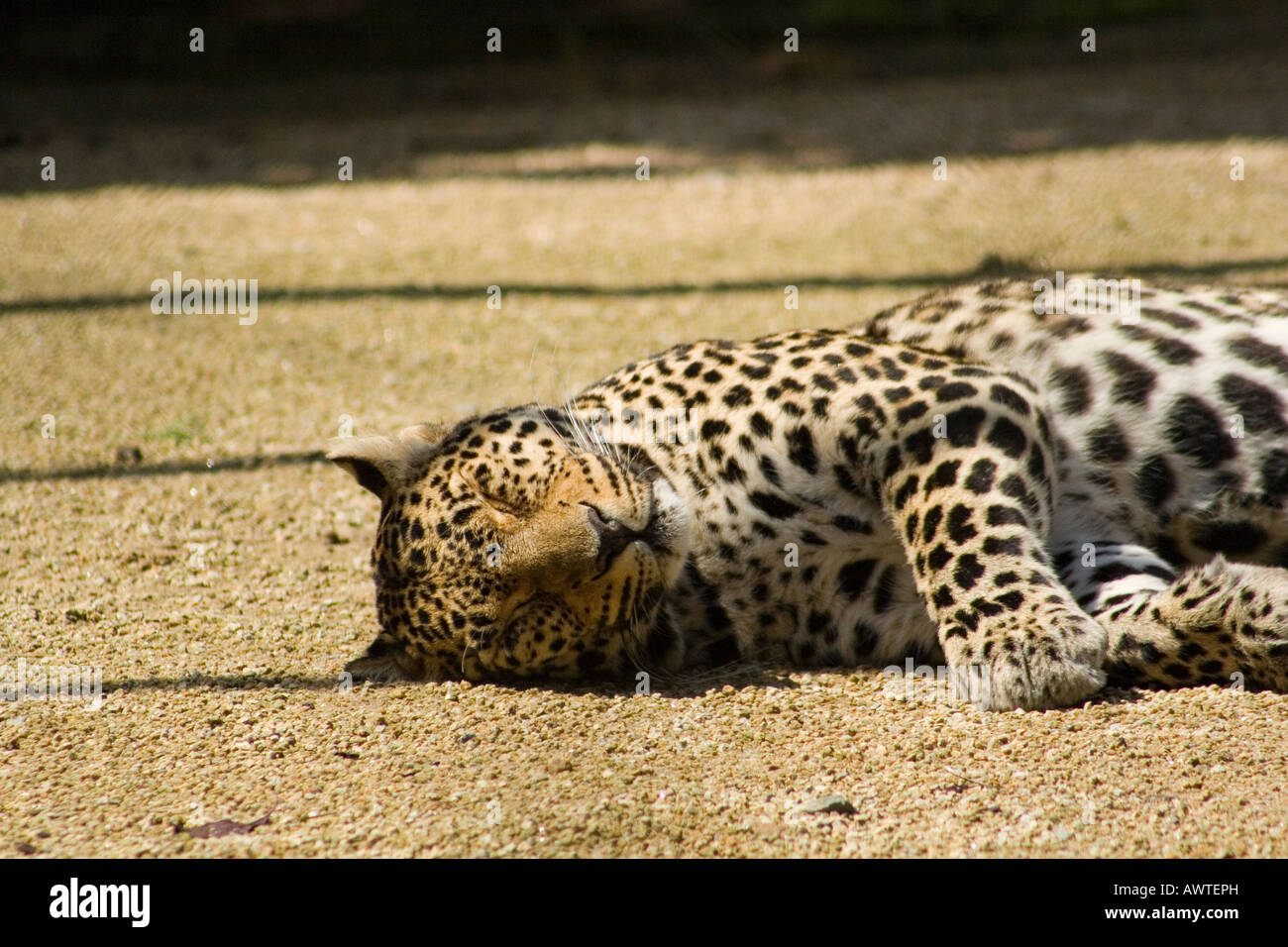 Leopard claws hi-res stock photography and images - Alamy