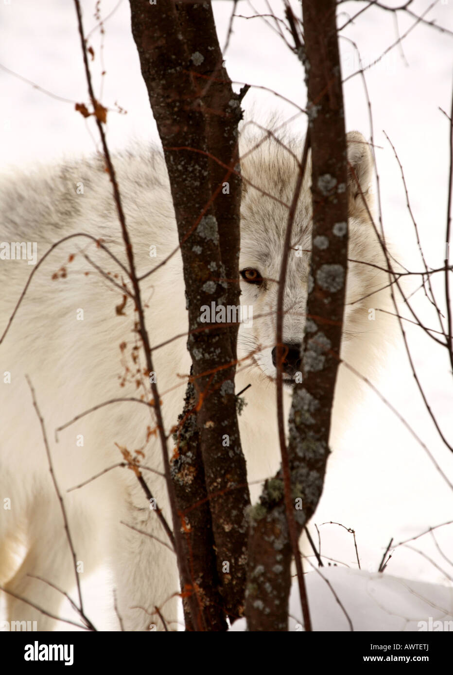 Arctic Wolf in winter Stock Photo - Alamy