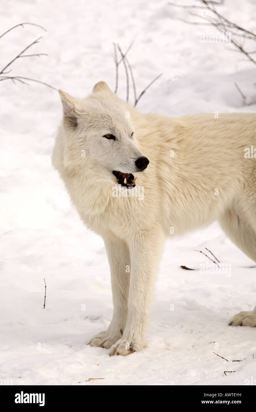 Arctic Wolf in winter Stock Photo - Alamy