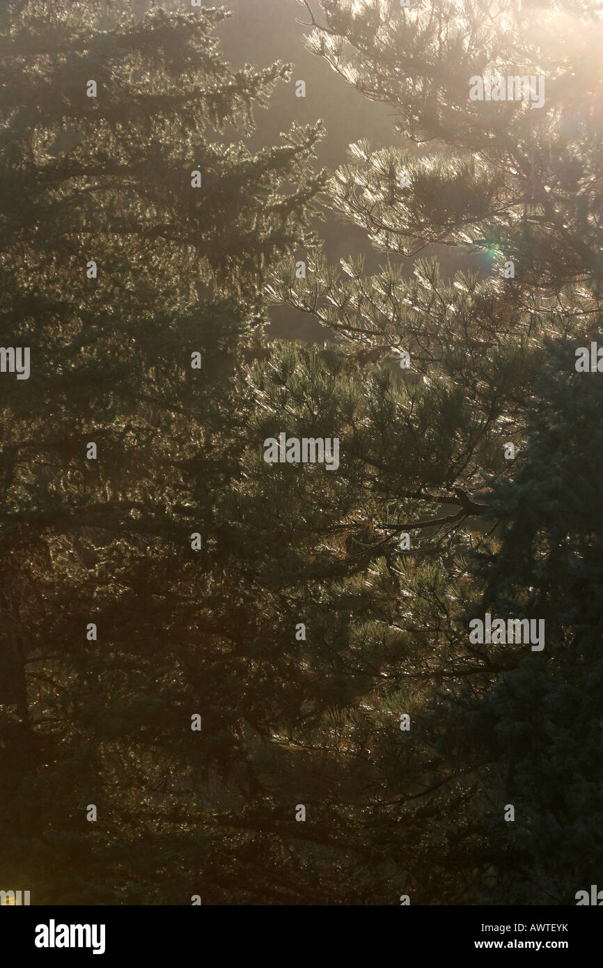 Insects flying around pine tree hi-res stock photography and images - Alamy