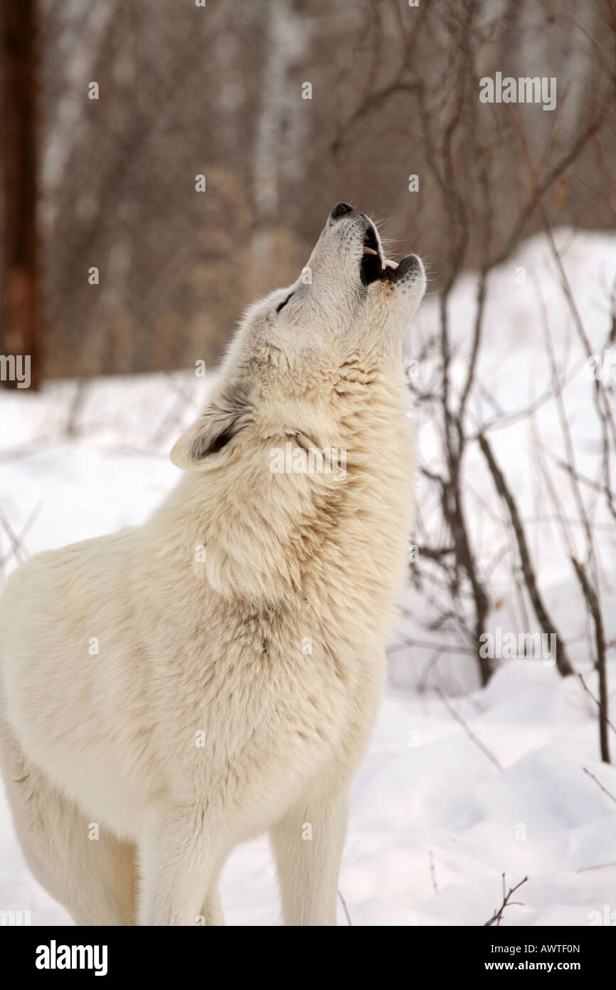 Arctic wolf howling hi-res stock photography and images - Alamy