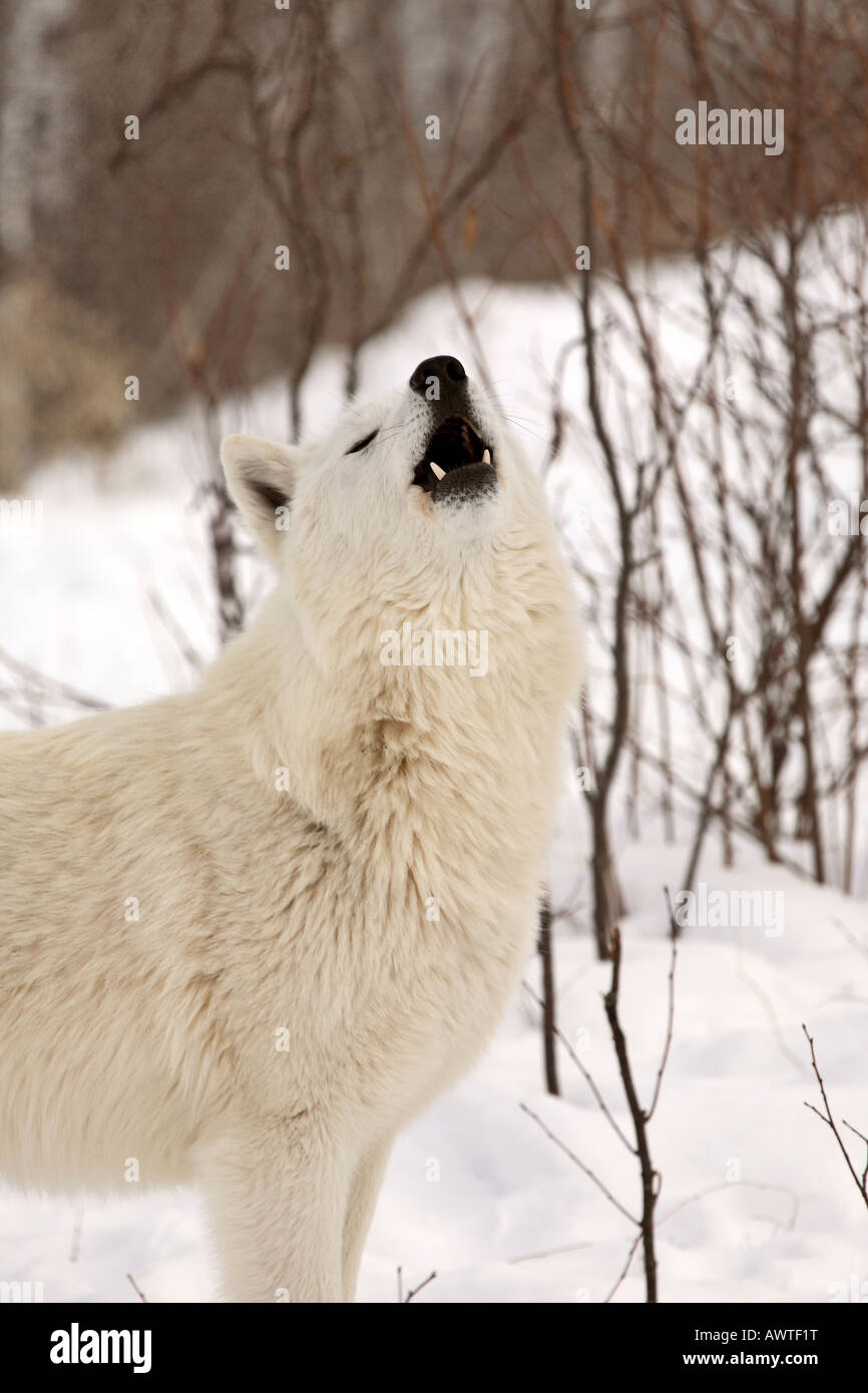 Arctic wolf howling hi-res stock photography and images - Alamy
