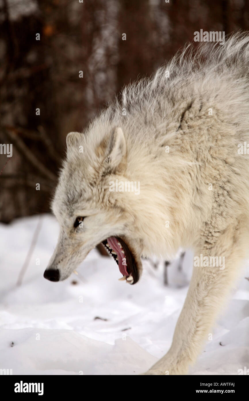Arctic Wolf in winter Stock Photo - Alamy