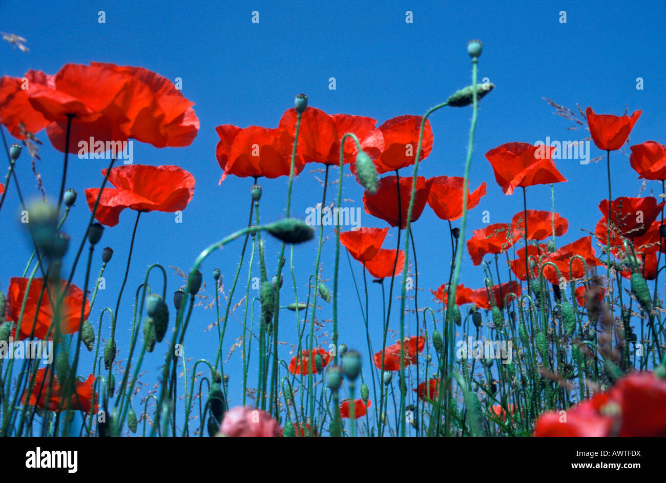 champs de coquelicot Klatschmohn Common Red Poppy Corn Poppy Field ...