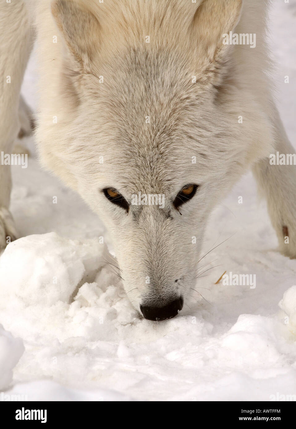 Arctic Wolf in winter Stock Photo - Alamy