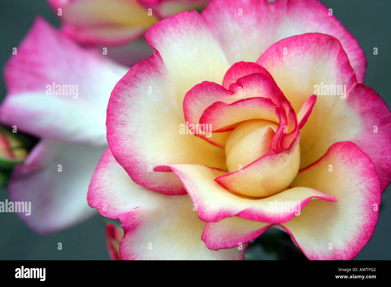 White Flower with Pink Edges Stock Photo - Alamy