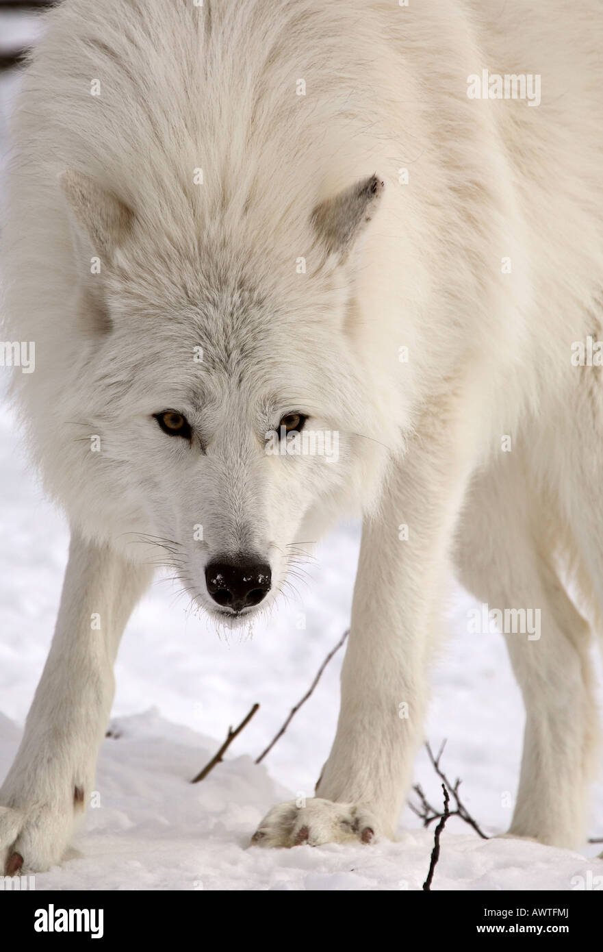 Arctic Wolf in winter Stock Photo - Alamy