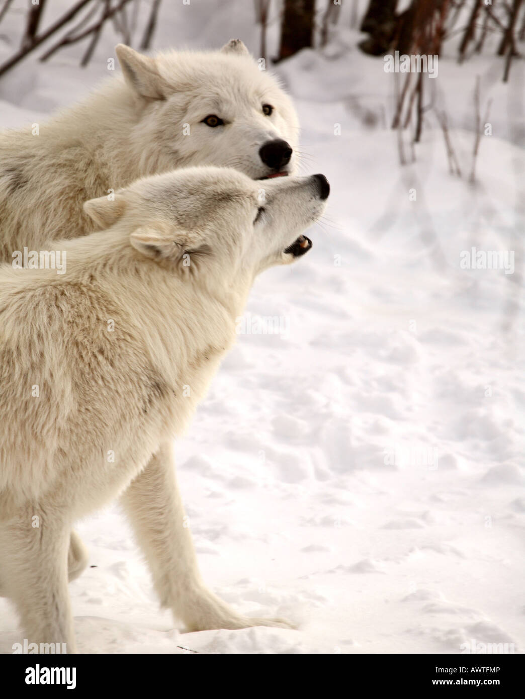 Arctic wolves hi-res stock photography and images - Alamy