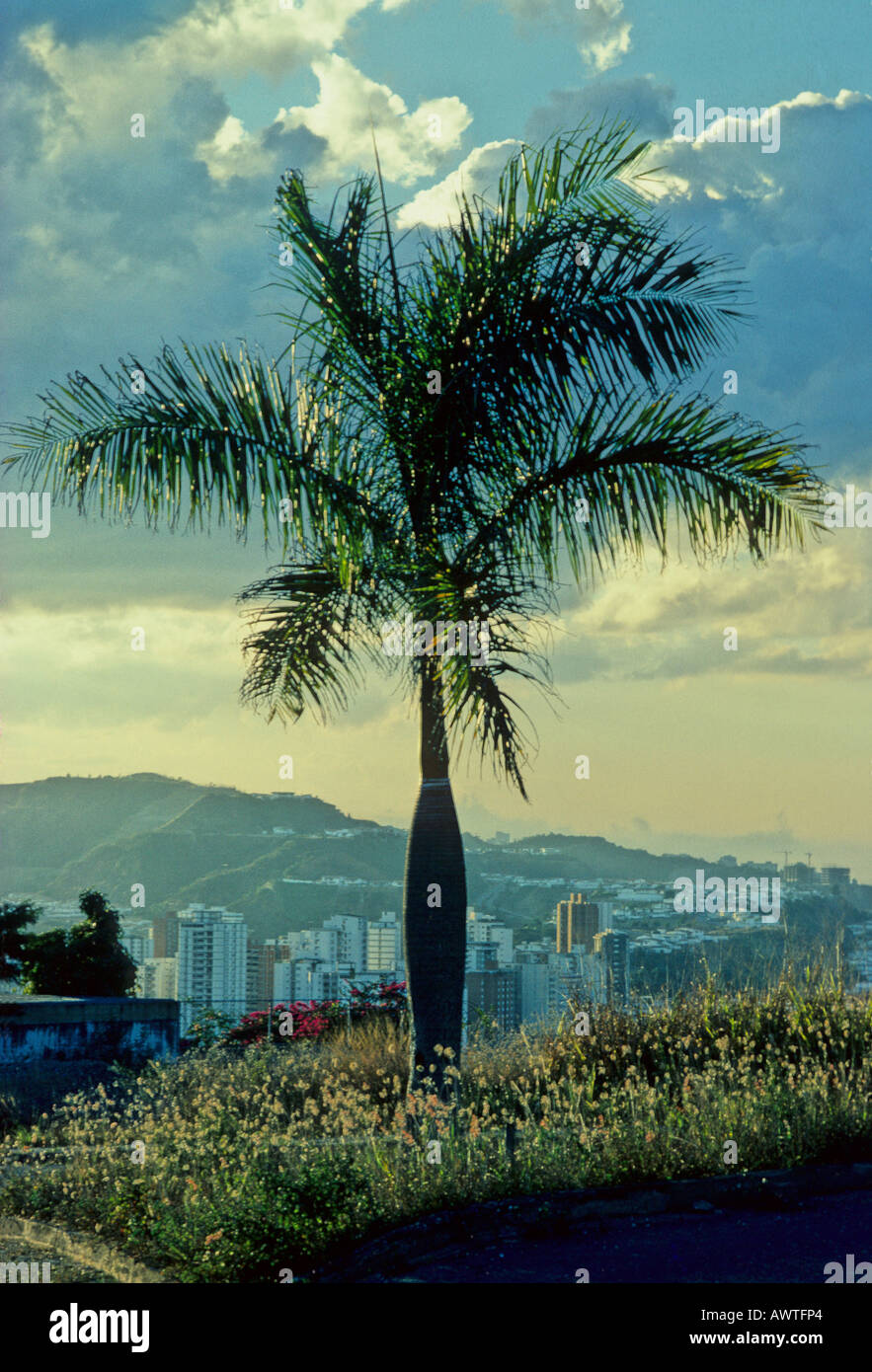 Backlit Palm Tree, Caracas, Venezuela [2] Stock Photo - Alamy