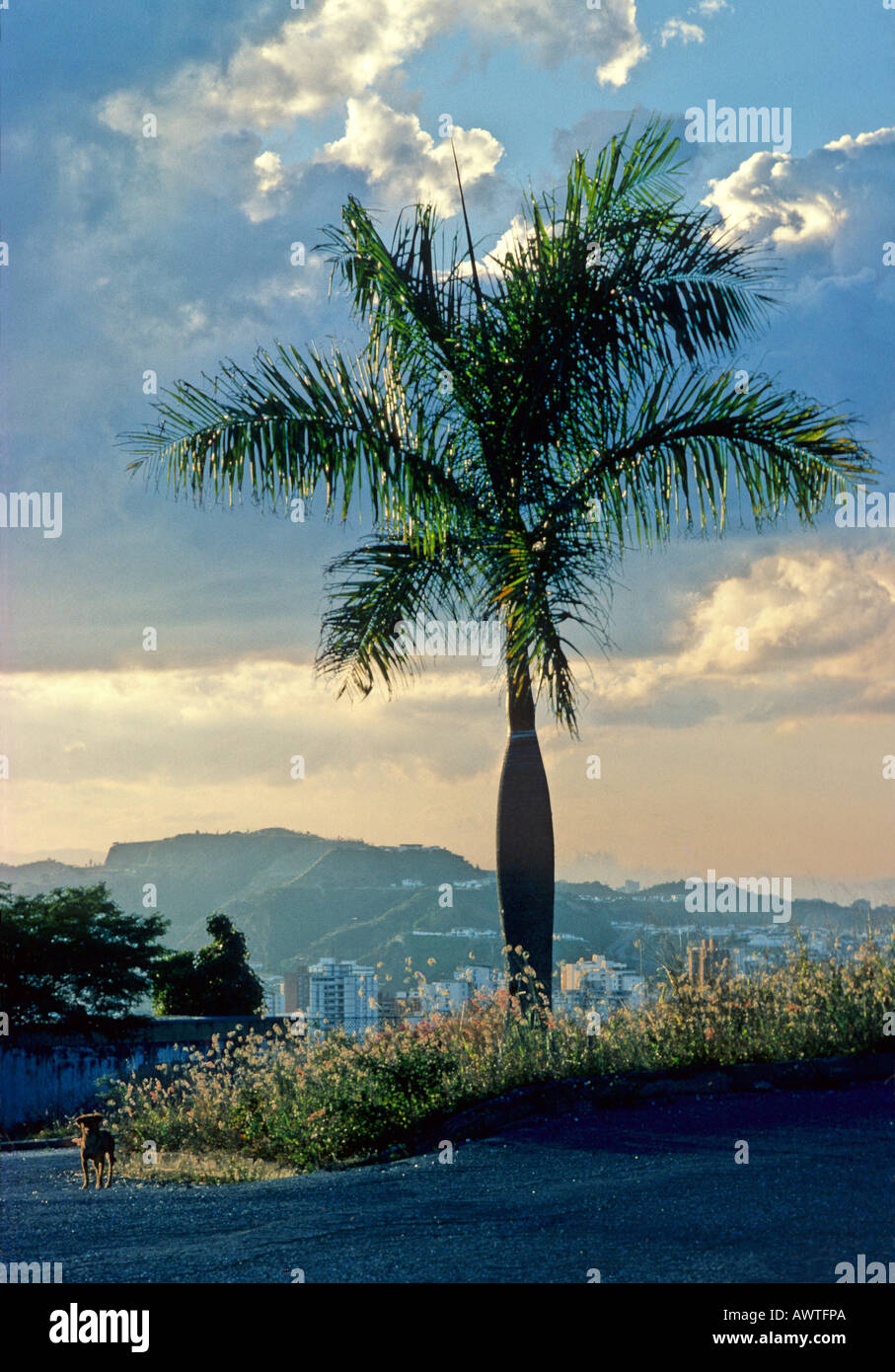 Tree lit by late afternoon light hi-res stock photography and images ...