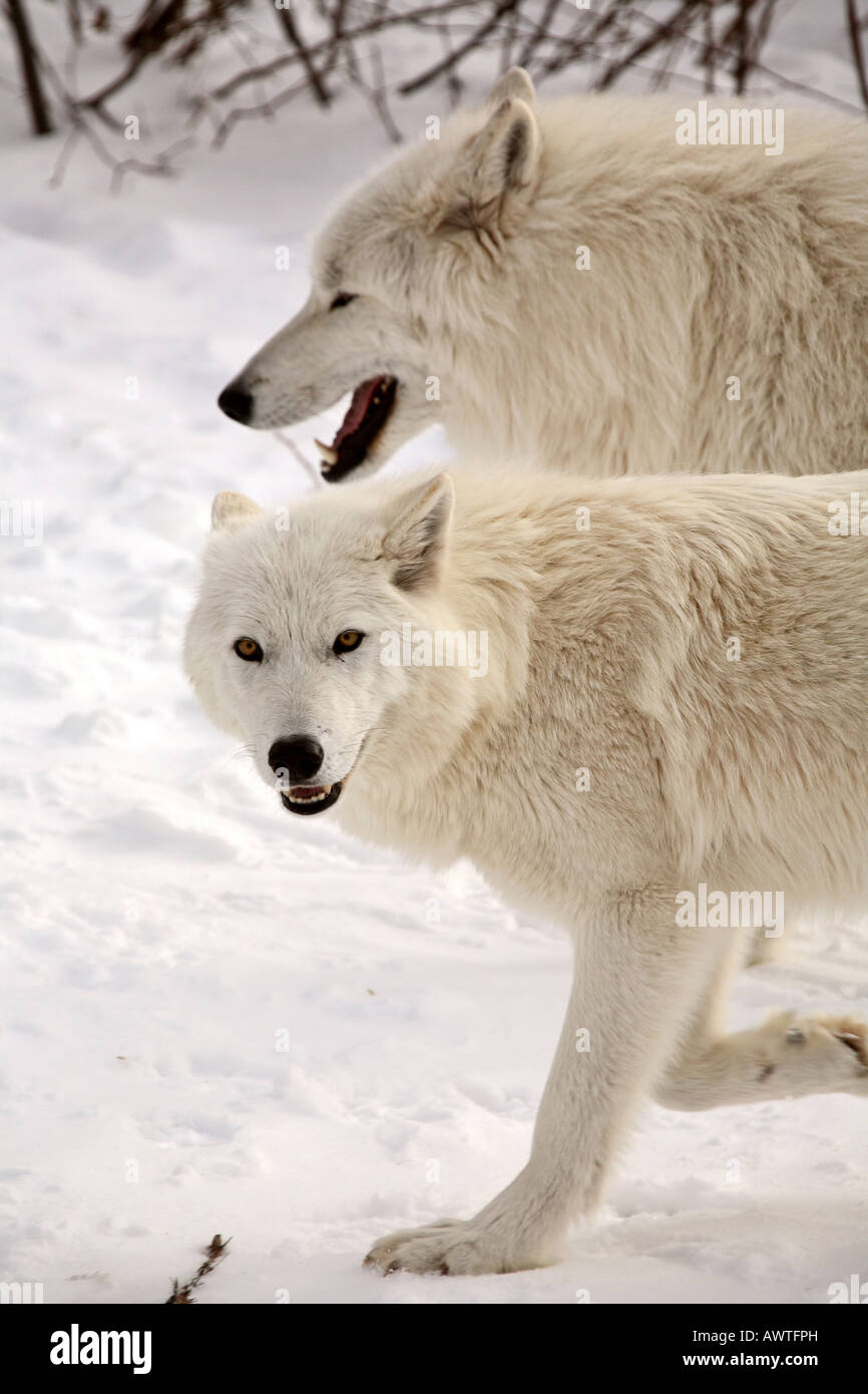 Arctic wolves hi-res stock photography and images - Alamy