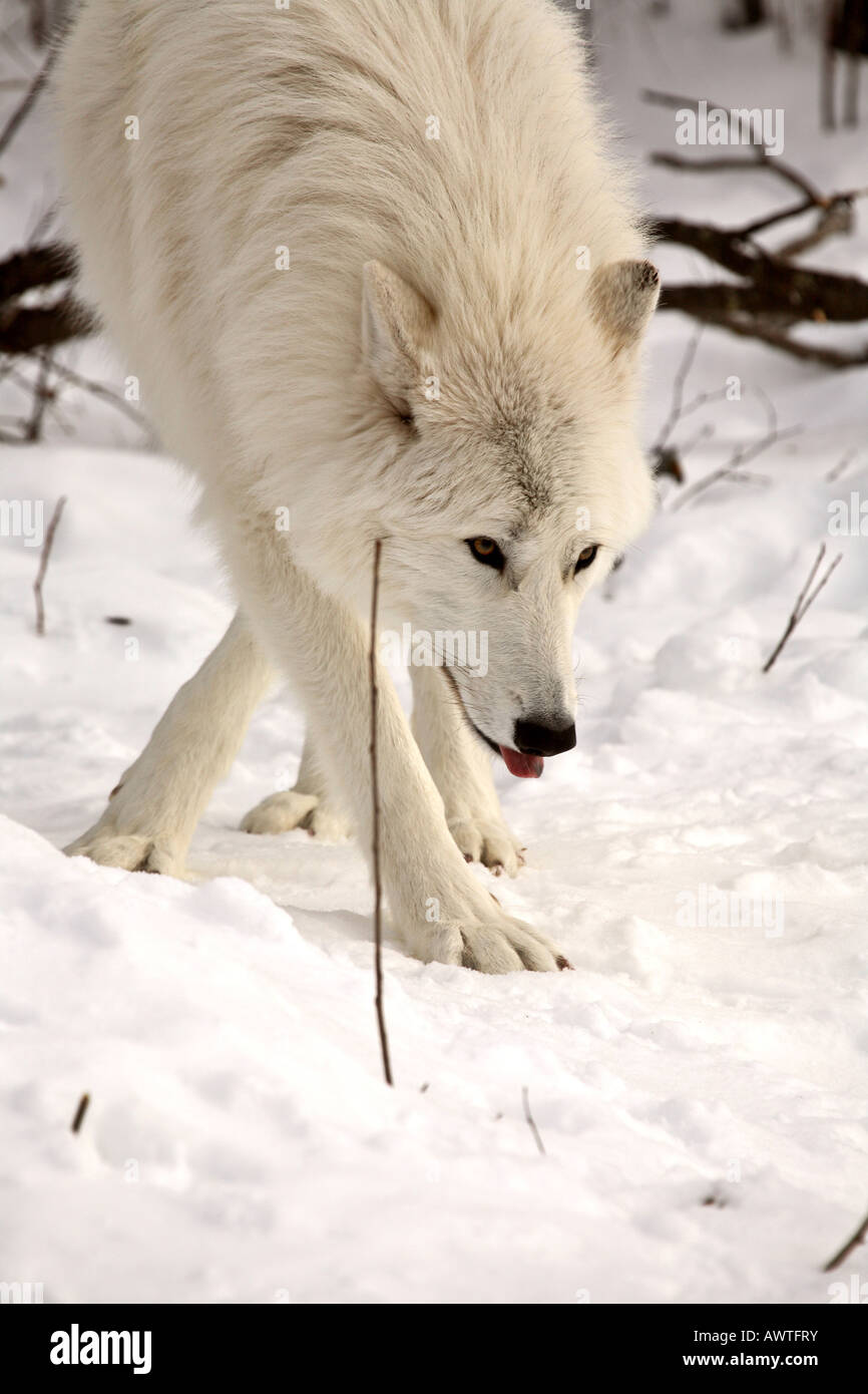 Arctic wolf hi-res stock photography and images - Alamy