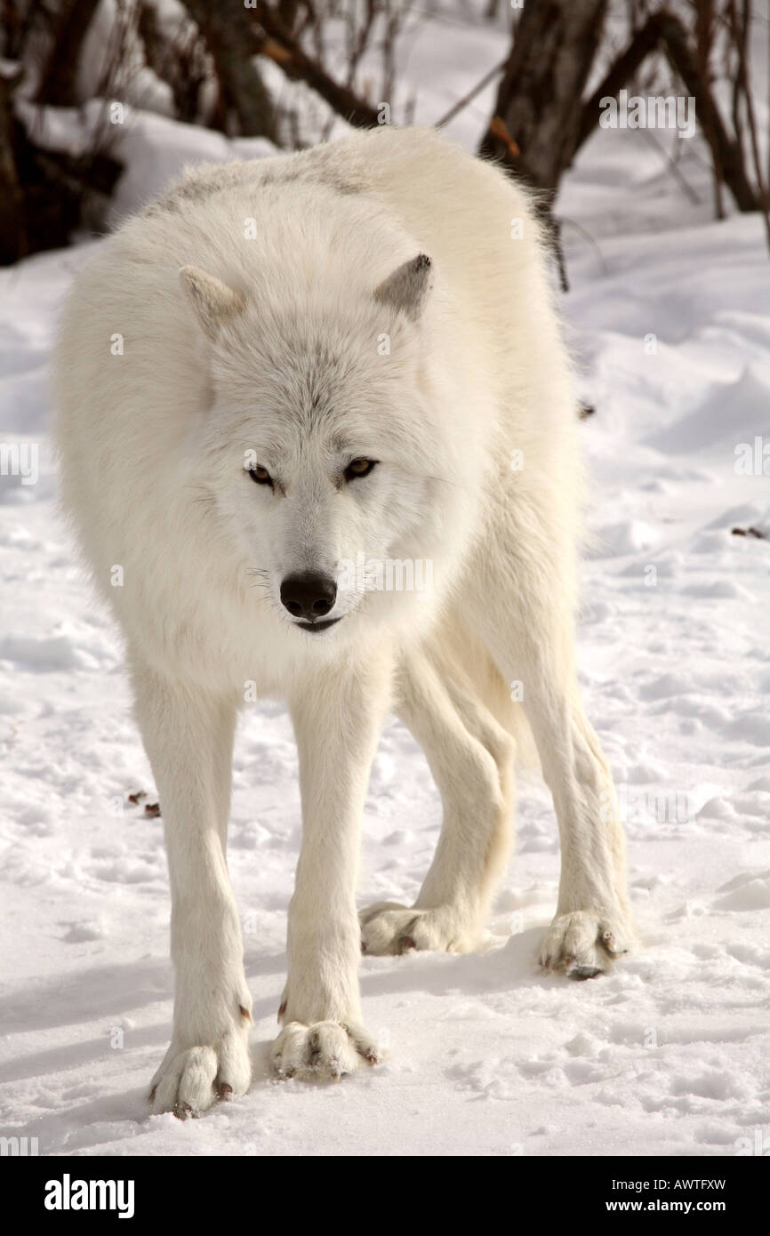 Arctic wolf hi-res stock photography and images - Alamy