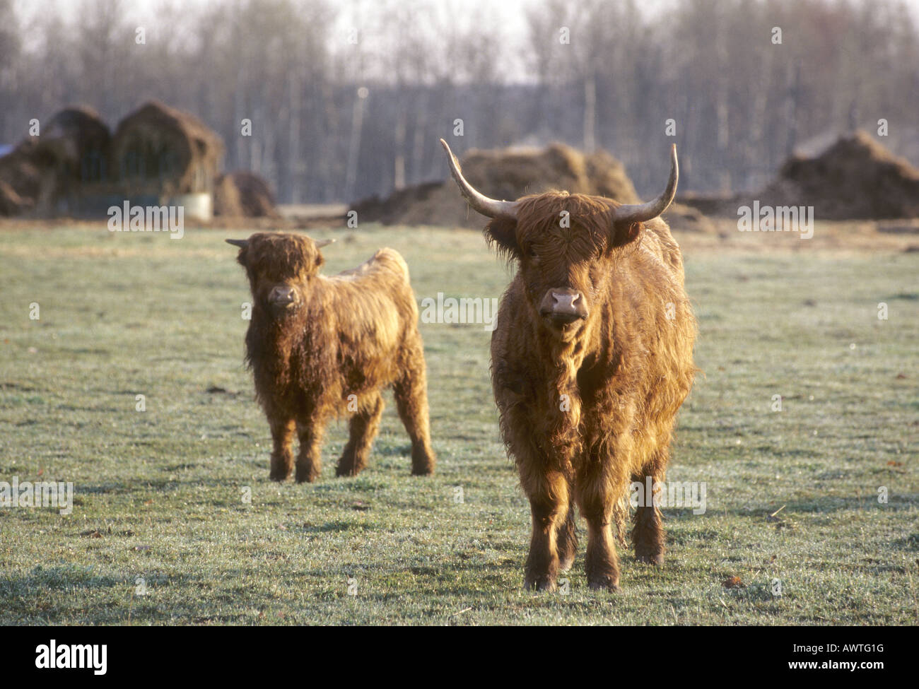 Highland Long-Haired cattle Stock Photo - Alamy