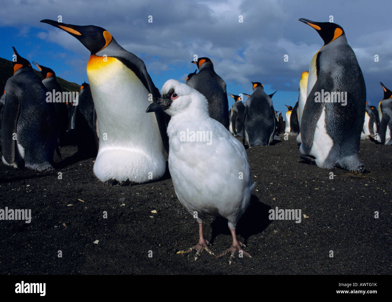 Manchot royal hi-res stock photography and images - Alamy
