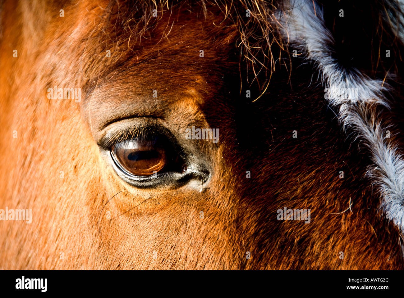 Animal eye view hi-res stock photography and images - Alamy