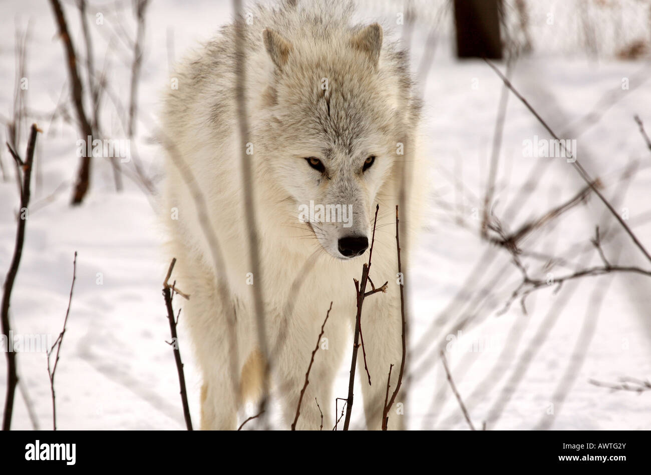 Arctic Wolf in winter Stock Photo - Alamy