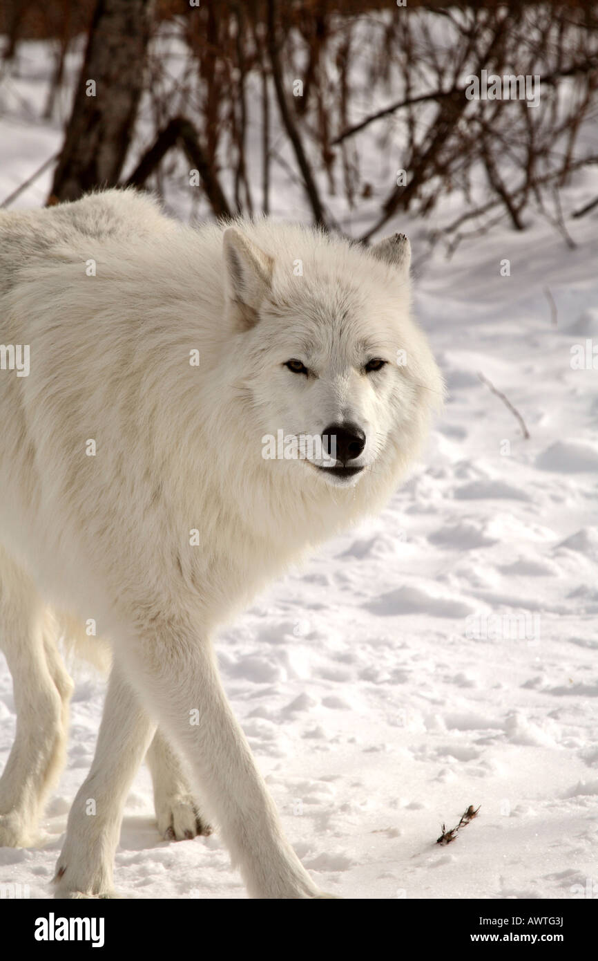 Arctic Wolf in winter Stock Photo - Alamy