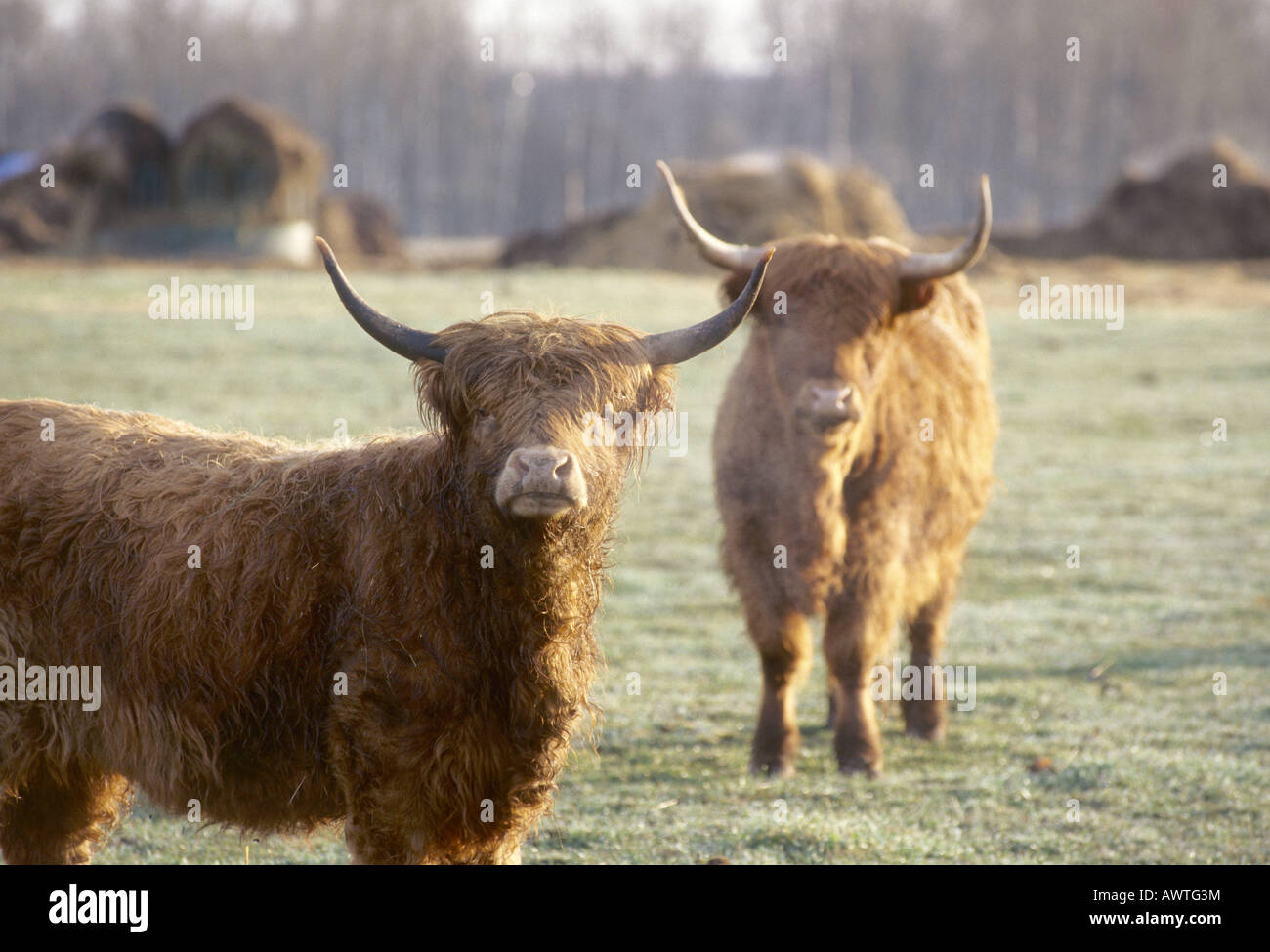 Highland Long-Haired cattle Stock Photo - Alamy