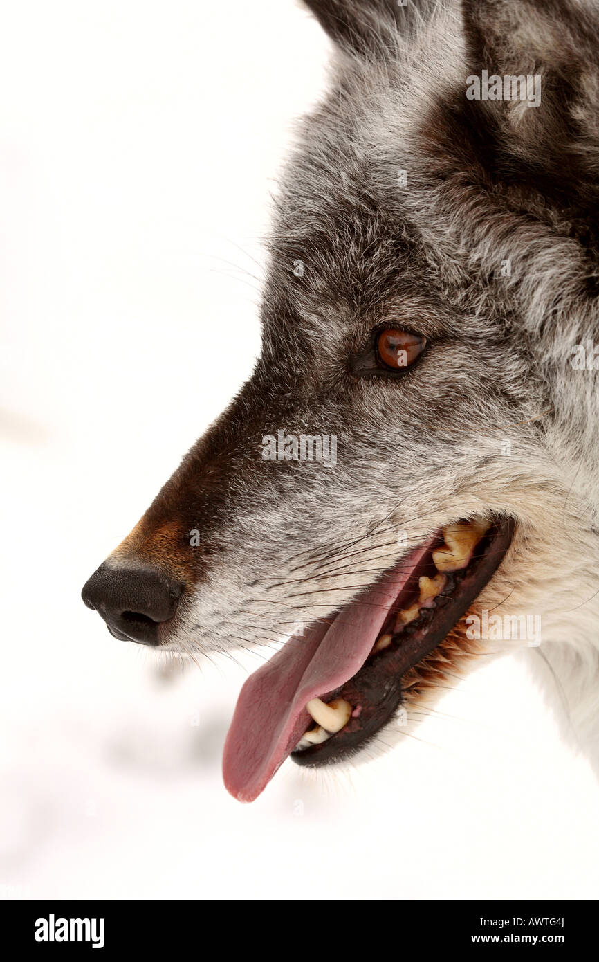 Closeup of Gray Wolf Stock Photo - Alamy