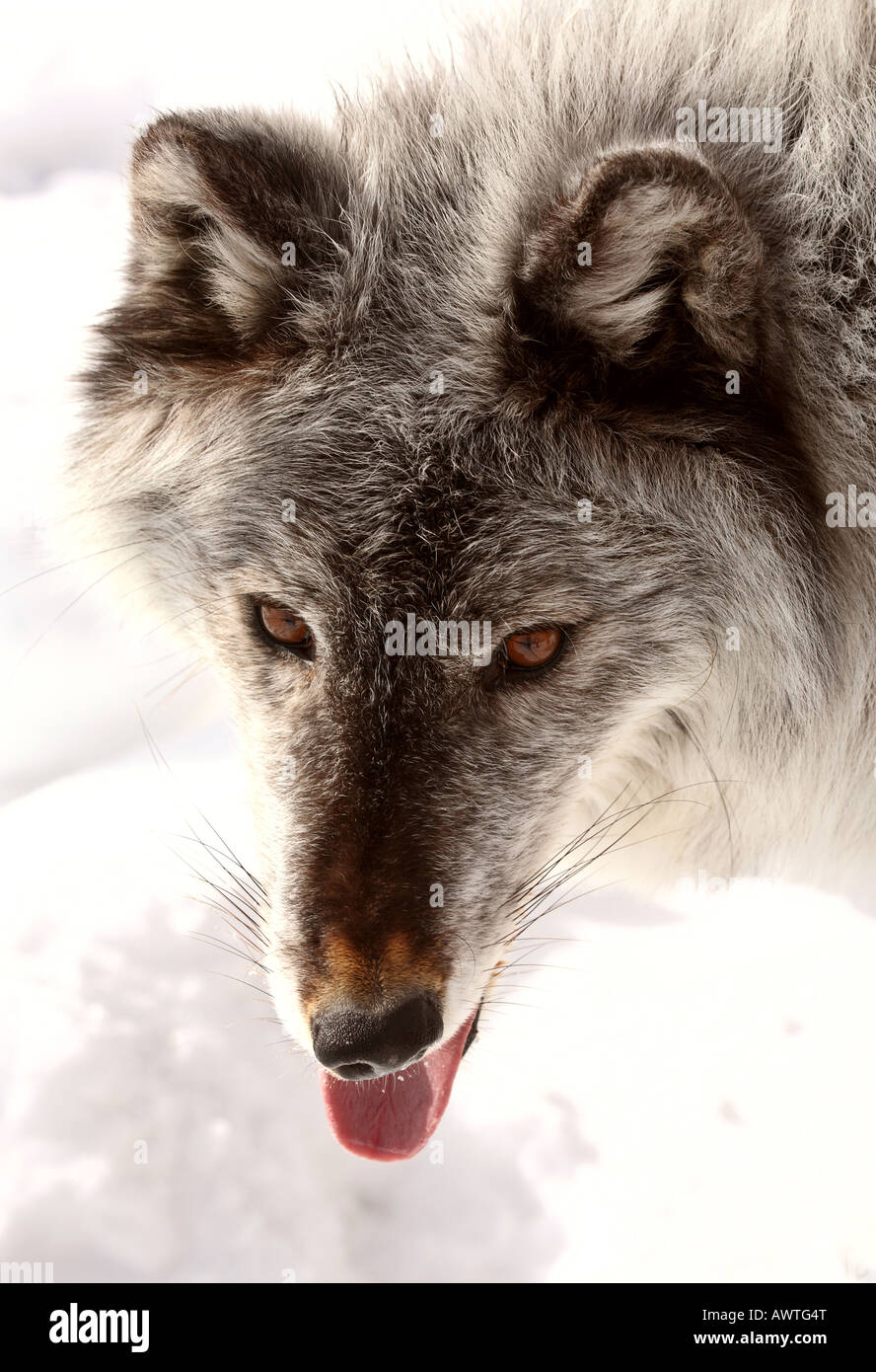 Closeup of Gray Wolf Stock Photo - Alamy