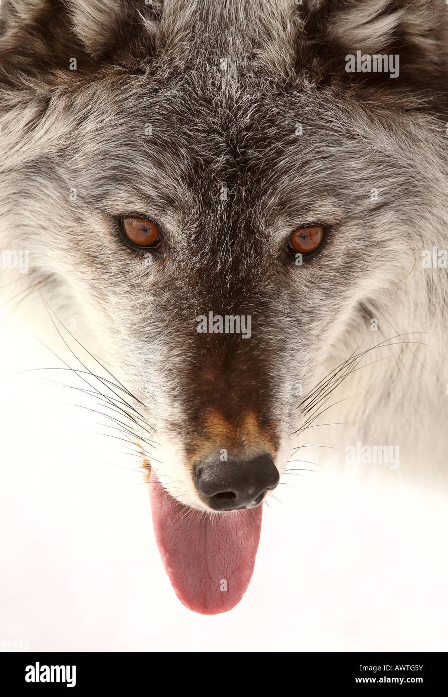 Closeup of Gray Wolf Stock Photo - Alamy