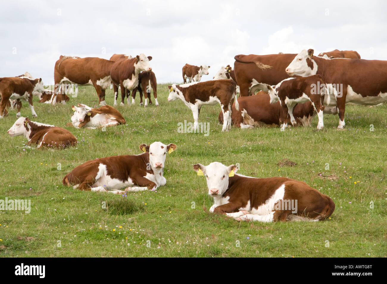 Cattle on grassland Stock Photo - Alamy