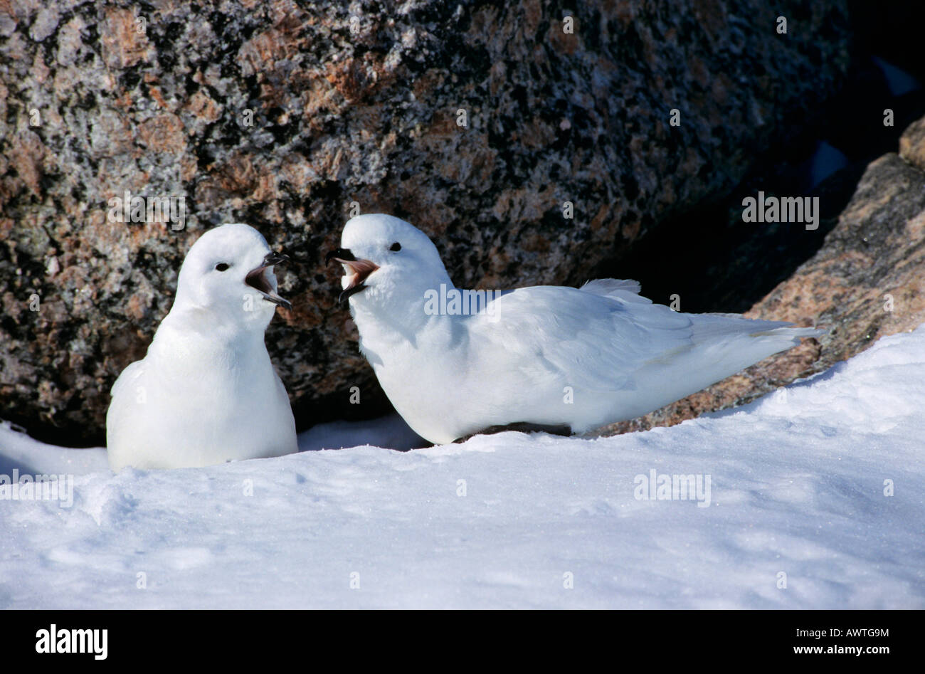 Pétrel des neiges hi-res stock photography and images - Alamy