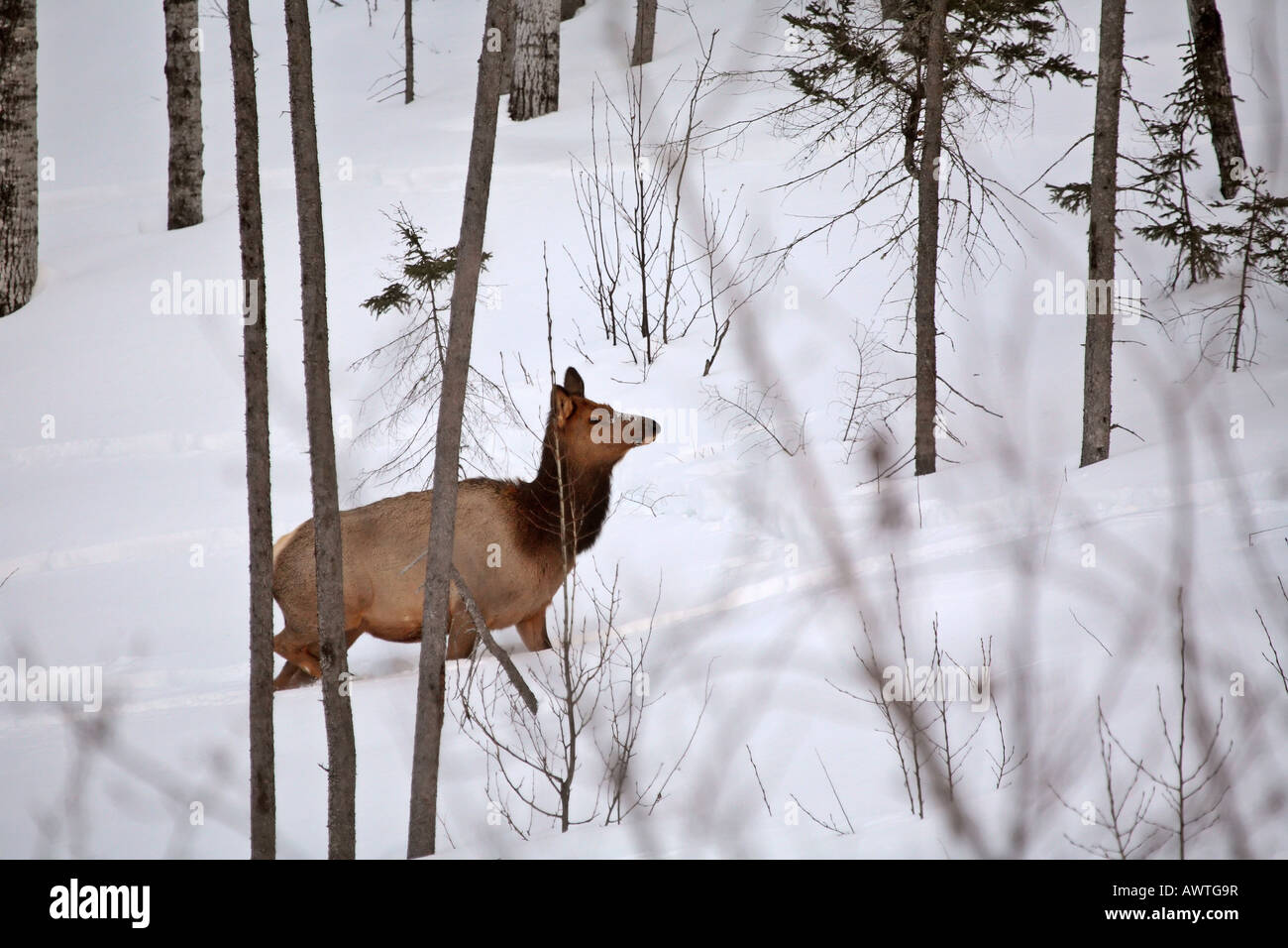 Elk in winter Stock Photo - Alamy