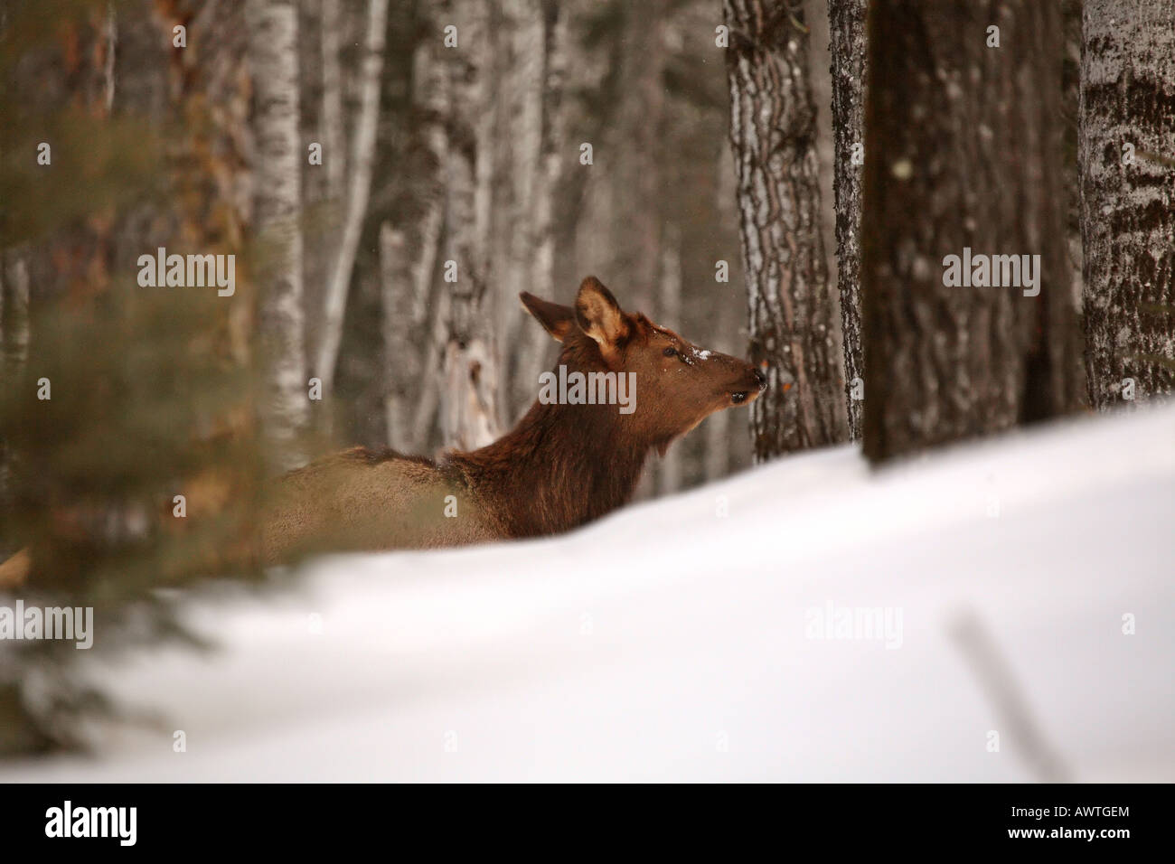 Elk in winter Stock Photo - Alamy